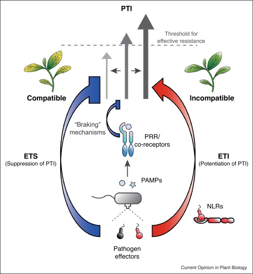 PTI-ETI crosstalk : 식물 면역에 대한 통합적 관점 : 네이버 블로그