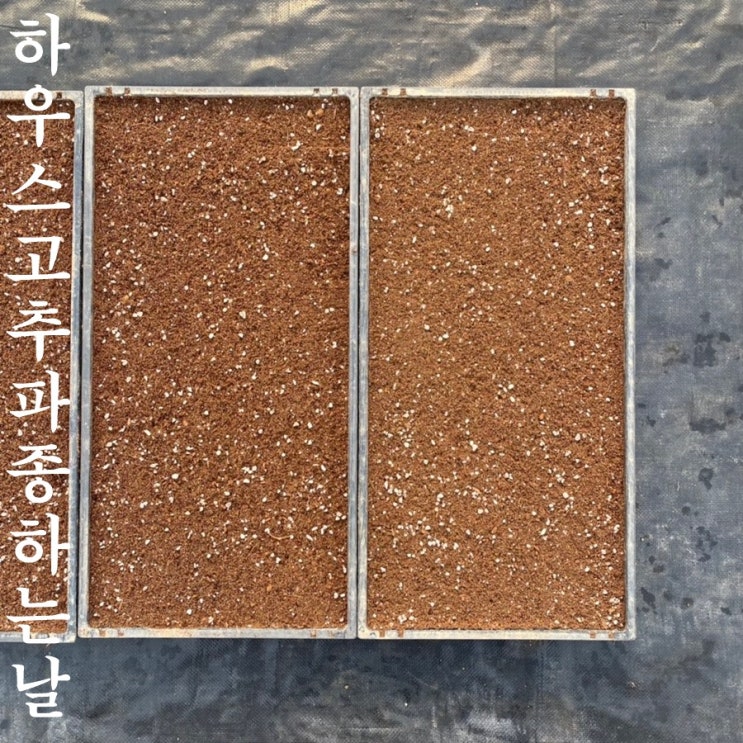 고추 파종시기와 씨앗파종기로 하는 파종방법 하우스파종과 노지파종 네이버 블로그