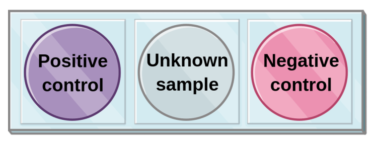 양성 대조군(positive control) & 음성 대조군(negative control) : 네이버 블로그