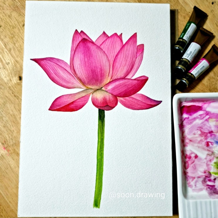 연꽃 수채화로 그리기 미젤로 바오홍 리얼코튼 아카데미 수채화 용지 미젤로 골드미션 물감 사용 네이버 블로그