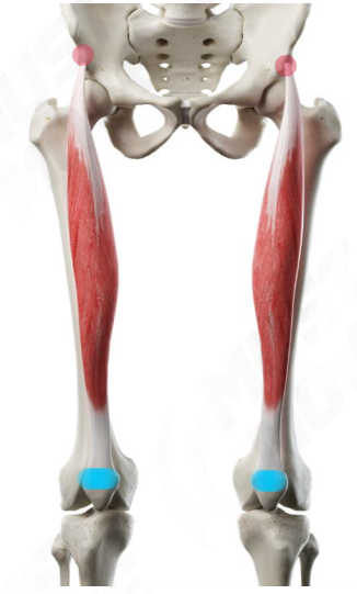 강남PT 압구정PT ㅣ 탄탄한 허벅지 대퇴 사두근(Quadriceps femoris) - ① 대퇴직근(Rectus femoris ...