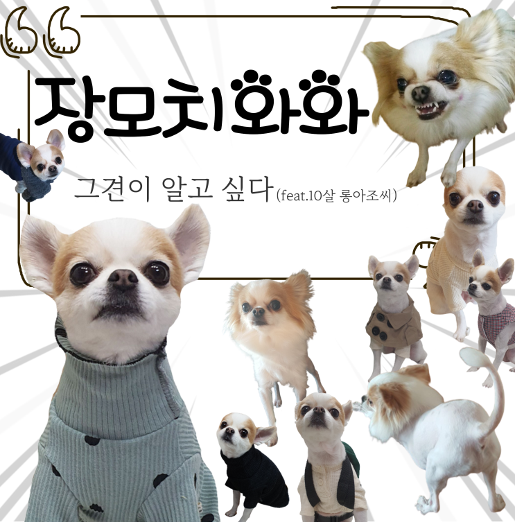 장모치와와 성격 미용 관리방법 특징 털빠짐은 얼마나 될까요 네이버 블로그