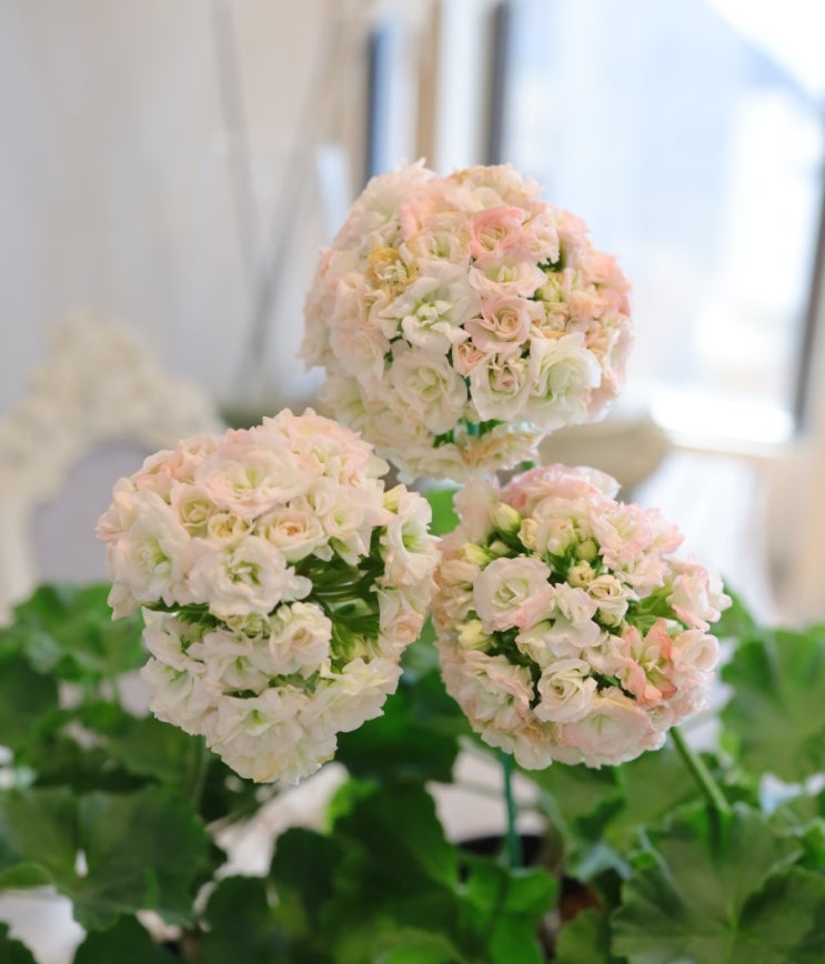 Lisa Manon 리사 마농 : 네이버 블로그