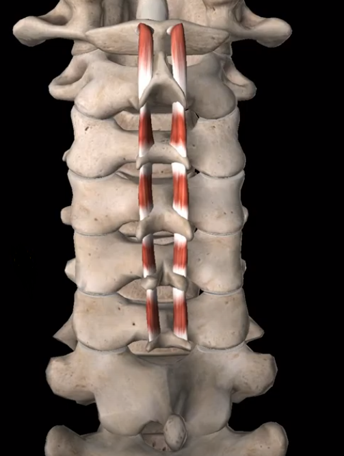 Interspinalis 극간근 / 가시사이근 : 네이버 블로그