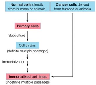 cell splitting or cell culture protocol : 네이버 블로그