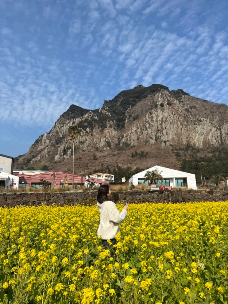 제주도 여행8 갈치정식 식과함께 산방산 유채꽃밭 용머리해안 주차꿀팁 풀베개 네이버 블로그