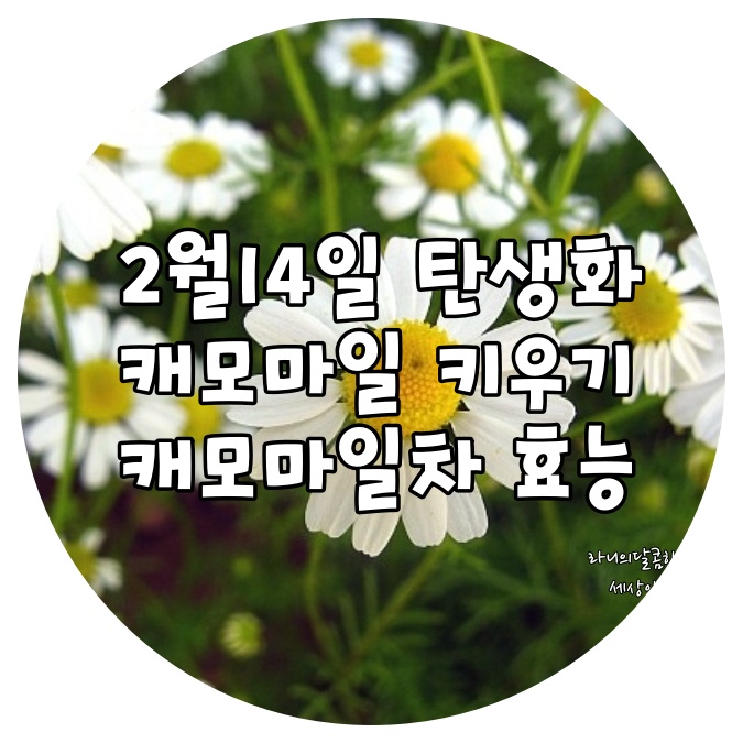 2월14일 탄생화 캐모마일카모마일 키우기 불면증에 좋은 캐모마일 차 효능과 부작용 네이버 블로그