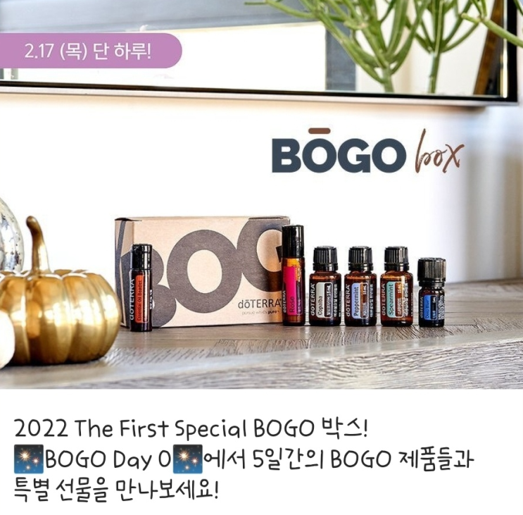 2/16(수) 단하루, 5+9 보고 BOGO! 죽전 도테라 : 네이버 블로그