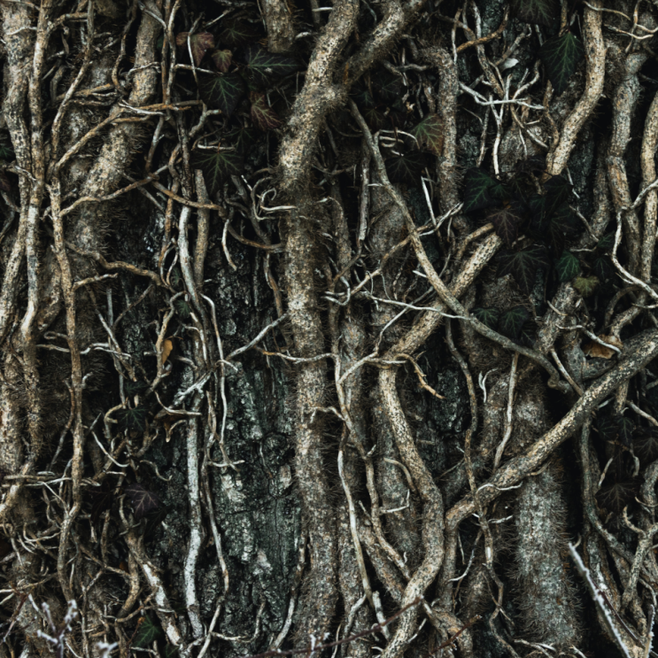 칡뿌리가루 Pueraria Lobata Root Powder 화장품 성분 분석 : 네이버 블로그