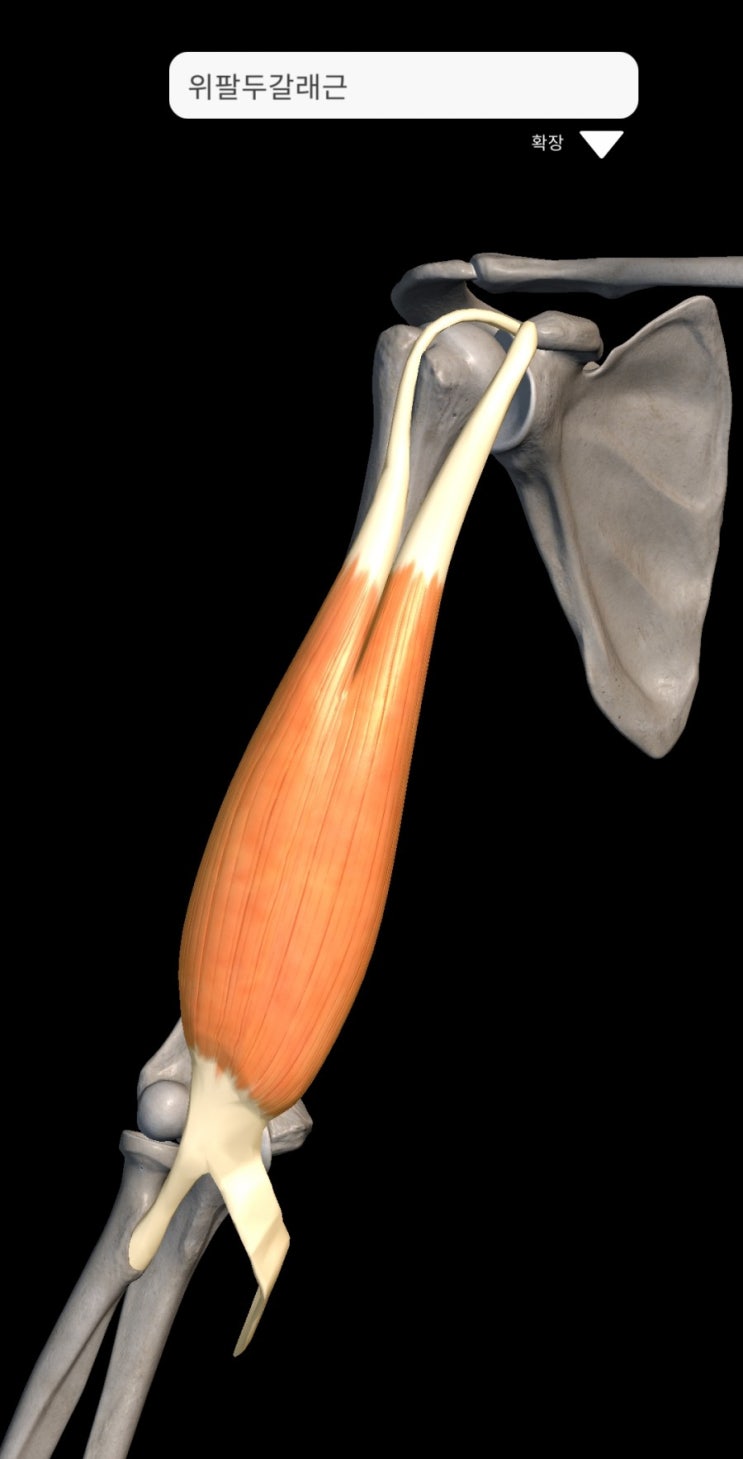 안양역한의원 - 이두근건염(bicep tendonitis), 어깨 통증, 어깨 앞쪽 통증 : 네이버 블로그
