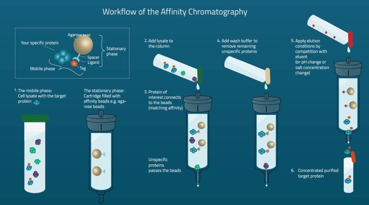 Affinity chromatography : 네이버 블로그