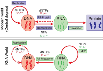 RdRP (RNA dependent RNA polymerase) : 네이버 블로그