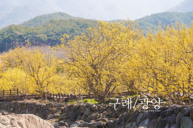 구례 산수유마을 섬진강 하동 십리 벚꽃길 광양매화마을 매화축제 봄 꽃축제는 취소 네이버 블로그