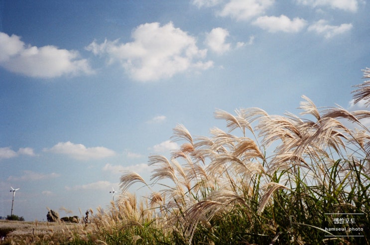 햄쓸포토: 열아홉 번째, 스무 번째, 스물한 번째 롤 (필름카메라, 올림푸스AZ-1ZOOM, 코닥골드200, 프로이미지100 ...