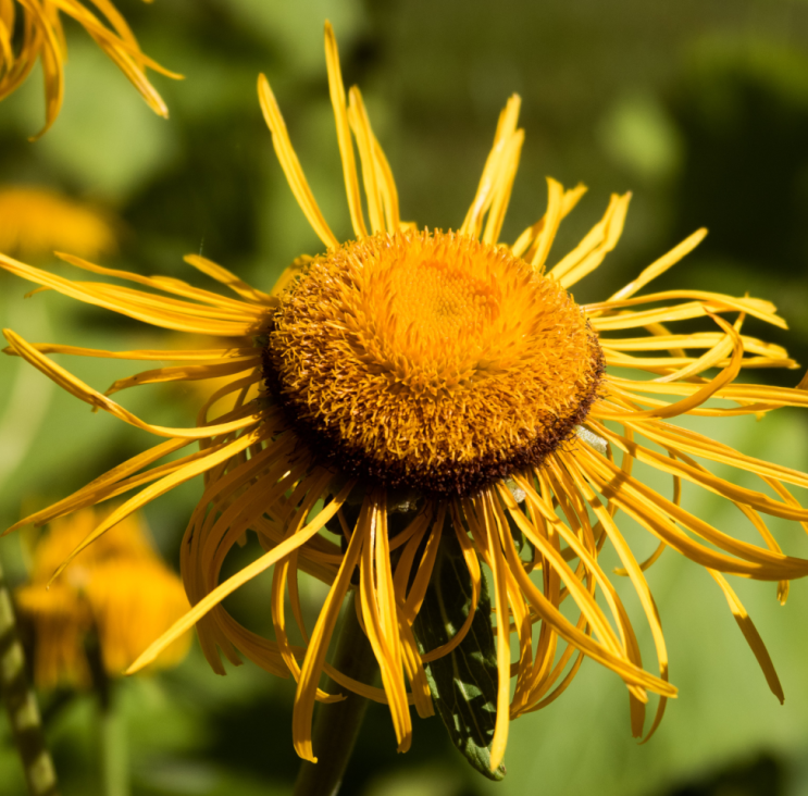 목향추출물 Inula Helenium Extract 화장품 성분 분석 : 네이버 블로그