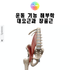 대요근과 장골근psoas Major And Iliacus 기능 해부학 골반교정 방법 네이버 블로그