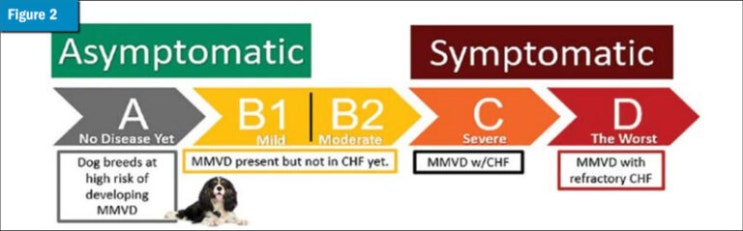 강아지 심장병 (이첨판폐쇄부전, MMVD) 관리 시 참고사항 : 네이버 블로그