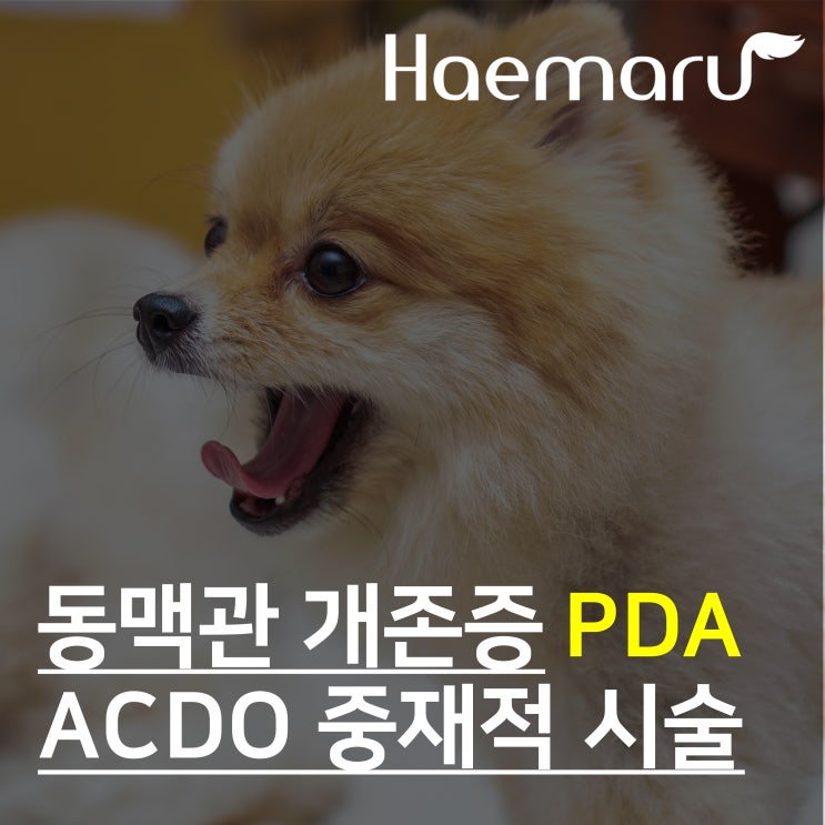 강아지 PDA 수술없이 중재적 시술 ACDO 로 치료! (해마루 동물병원) : 네이버 블로그