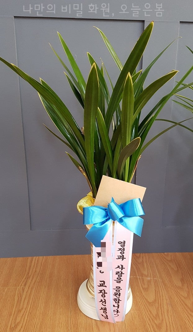 오늘은봄 대전꽃배달 동구 비룡동 삼성동 삼정동 꽃집 당일전국꽃배달 동양난 물주기 쉬운 식물 대전화분배달 네이버 블로그