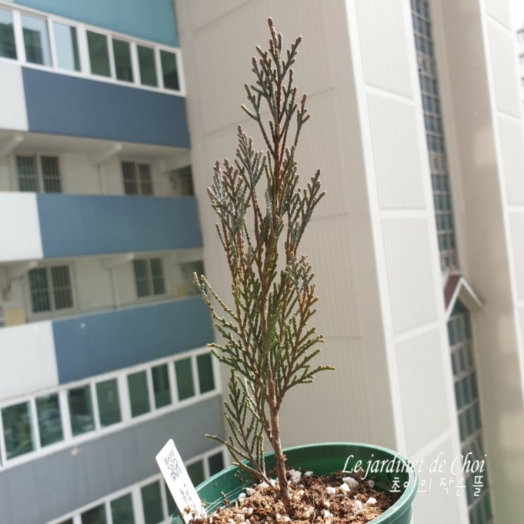 블루엔젤 Blue Angel Evergreen Conifer : 네이버 블로그