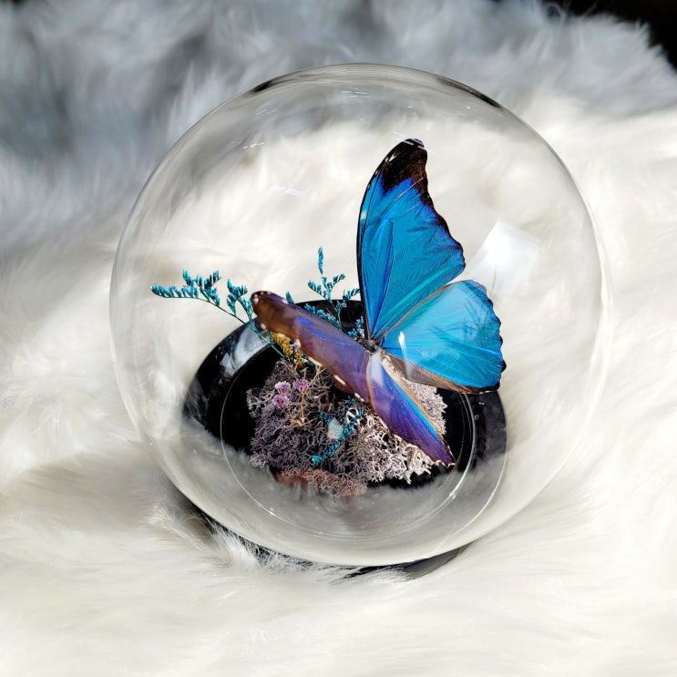 Morpho absoloni (압솔로니몰포나비) : 네이버 블로그