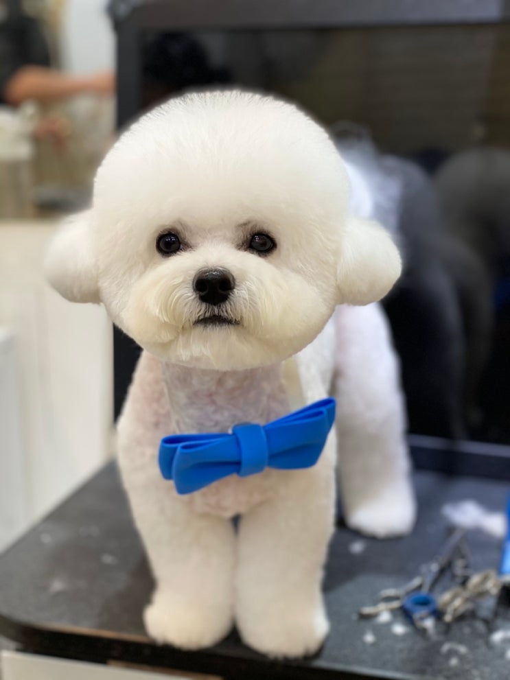 김포 애견미용 키스더도그 : 네이버 블로그