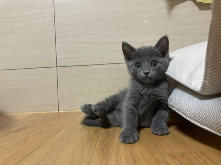 요미캣에서 고양이 입양 후기 / 우리집 막내 '하루' : 네이버 블로그