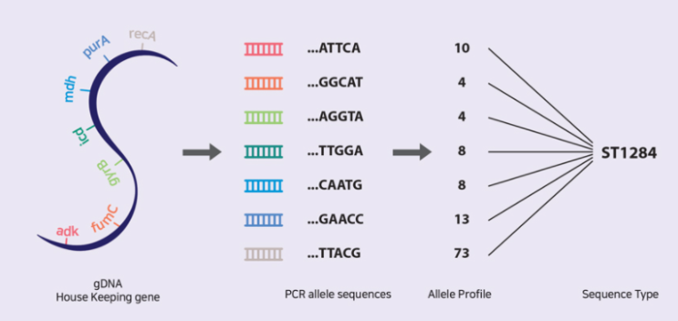 [미생물] MLST(multi-locus sequence typing) 쉽게 이해하기! : 네이버 블로그