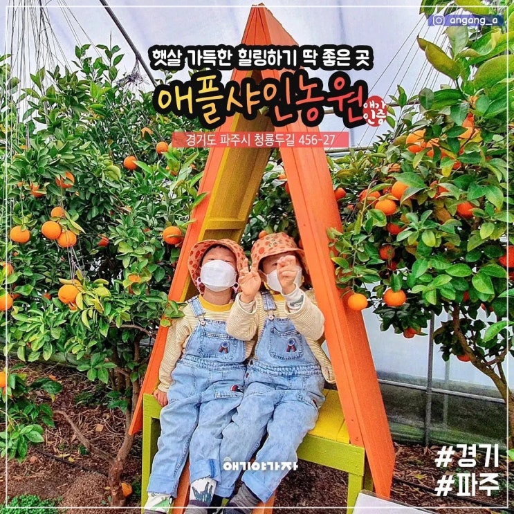 파주 농장체험 애플샤인농원 아이와 팜크닉 네이버 블로그