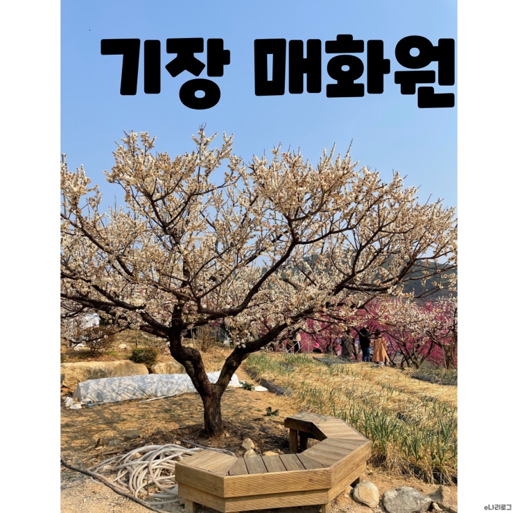 부산 매화꽃 보려면 이곳으로! 숨겨진 명소 기장 매화원 : 네이버 블로그