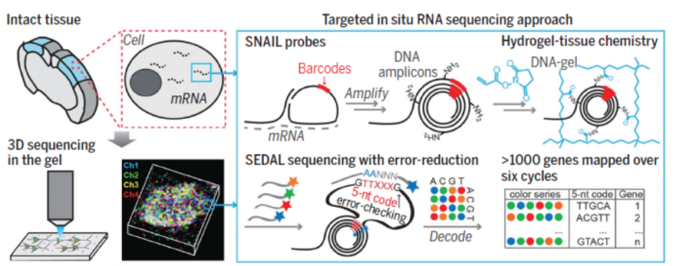 20. Three-dimensional intact-tissue sequencing of single-cell ...