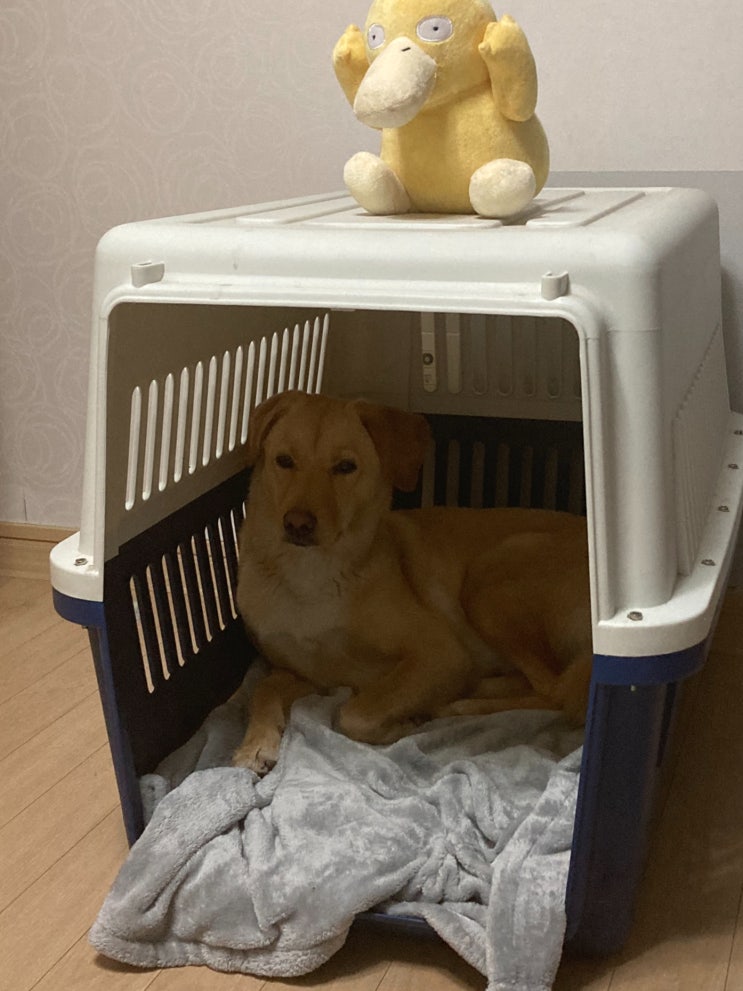 행복켄넬 450 사용후기 : 네이버 블로그