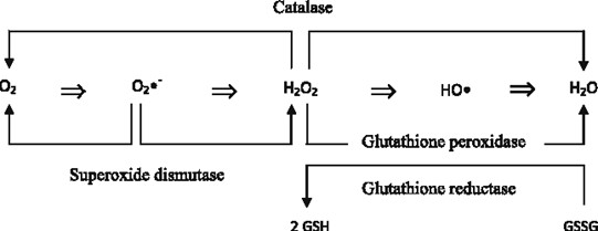 peroxidase와 catalase 비교하기 : 네이버 블로그