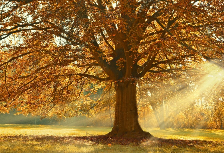 The Folly of Being Comforted : 네이버 블로그