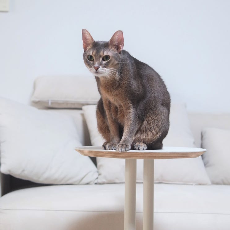 플랫포인트 소파 사이드테이블 오유 사이드 테이블 후기(OU SIDE TABLE) : 네이버 블로그
