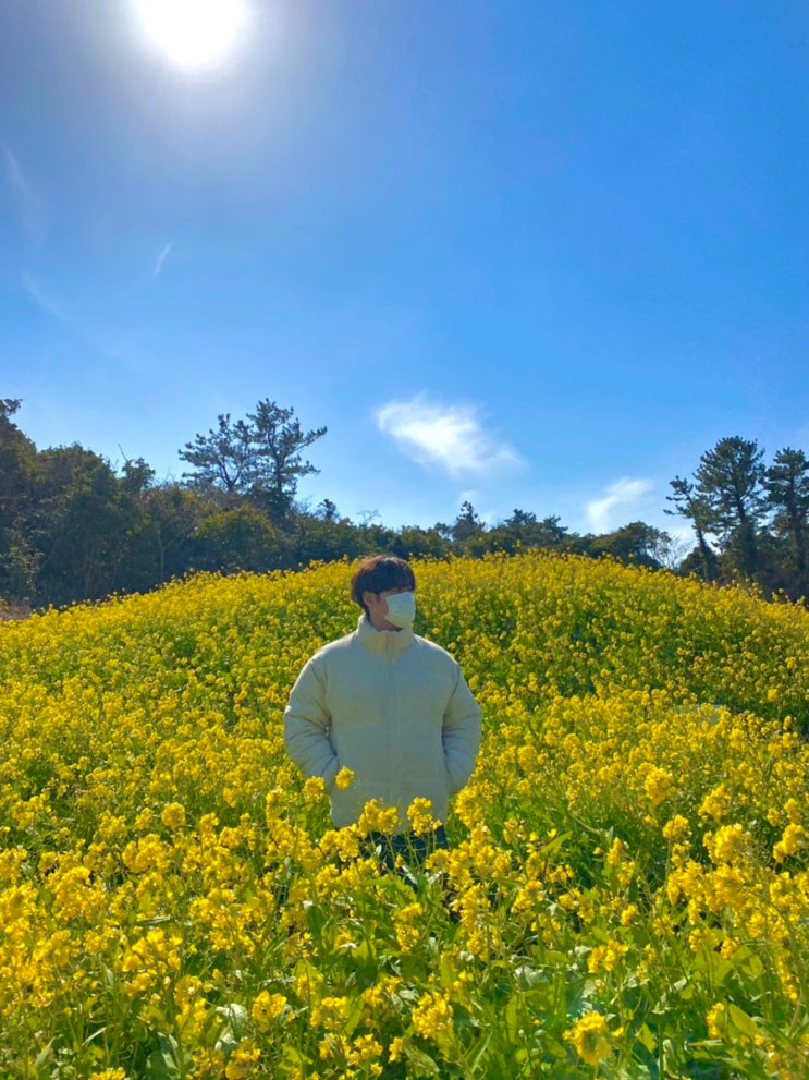 제주 유채꽃 '짱구네유채꽃밭' 입장료 주차 추천 : 네이버 블로그