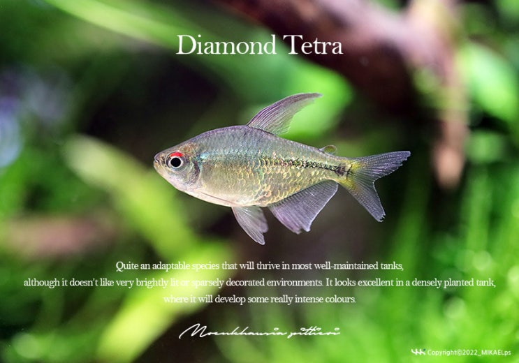 다이아몬드 테트라 (Diamond Tetra / Moenkhausia pittieri) : 네이버 블로그