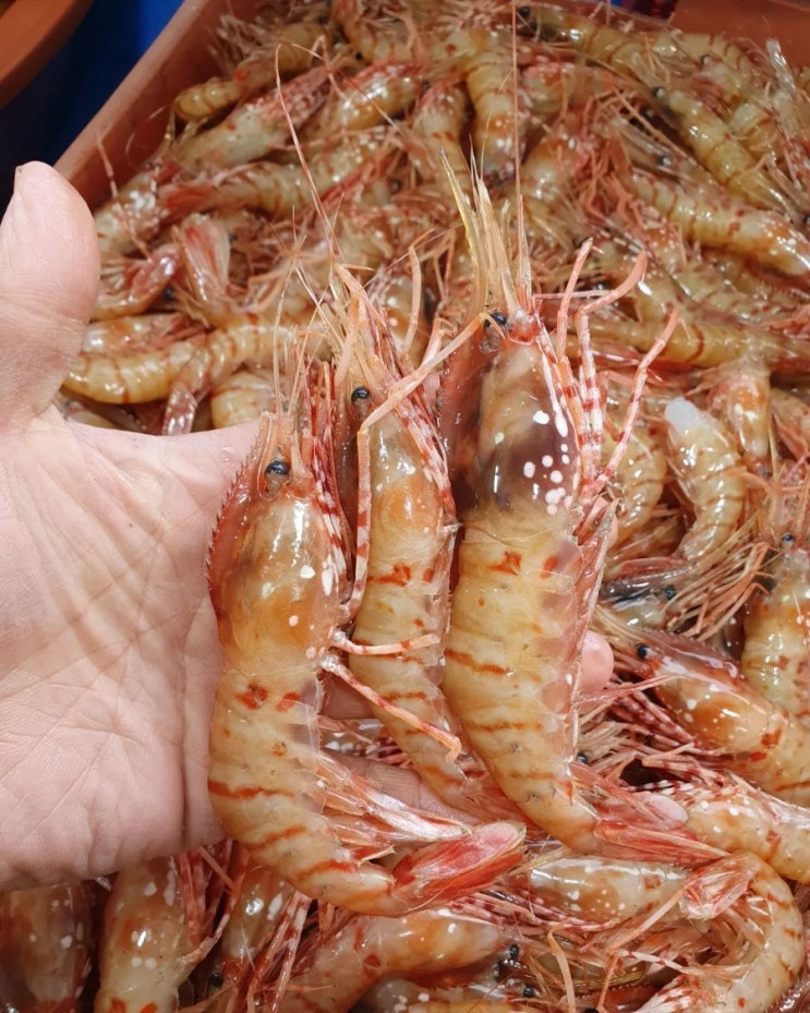도화새우 입고 전량 예약 완료👍 관저동딱새우맛집 대전우니 대전성게알 관저구시야끼 육사시미 대전생참치 백골뱅이숙회 네이버 블로그