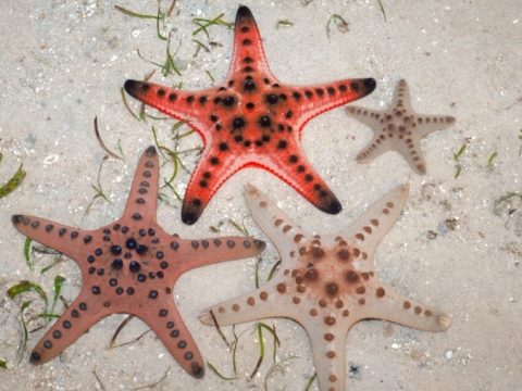 Marine Creature’s Secret Shield : 네이버 블로그