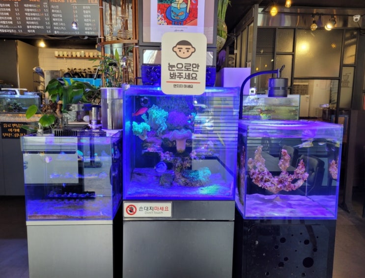 정발산일산 밤가시 밤리단길 카페뱅 가볼만한 곳👍 이색 카공 카페 수족관 🐟🐠 디저트 맛집이 요기에 네이버 블로그