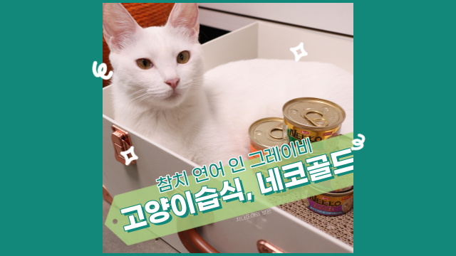 고양이 습식 네코 골드 참치 연어 인 그레이비육수 타입 급여해 보았습니다 네이버 블로그