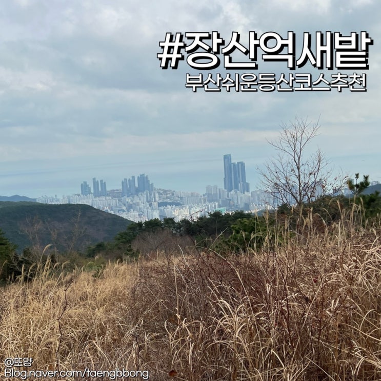 부산 장산 등산코스 추천 초보 어린이도 거뜬한 대천공원 출발 억새밭 코스 상세정리 네이버 블로그