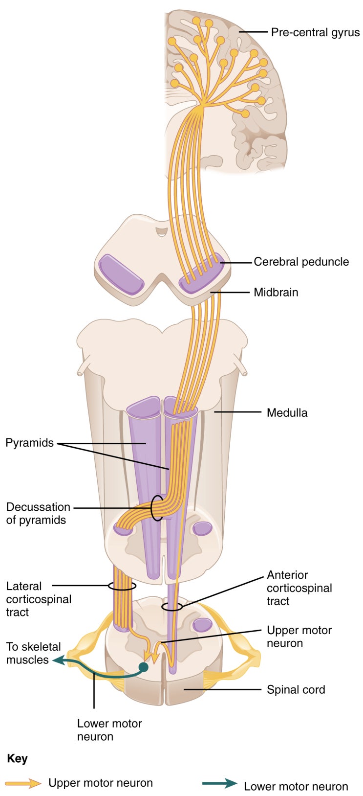 추체로, 피라미드로(Pyramidal tract), 피질척수로(Corticospinal tract) : 네이버 블로그