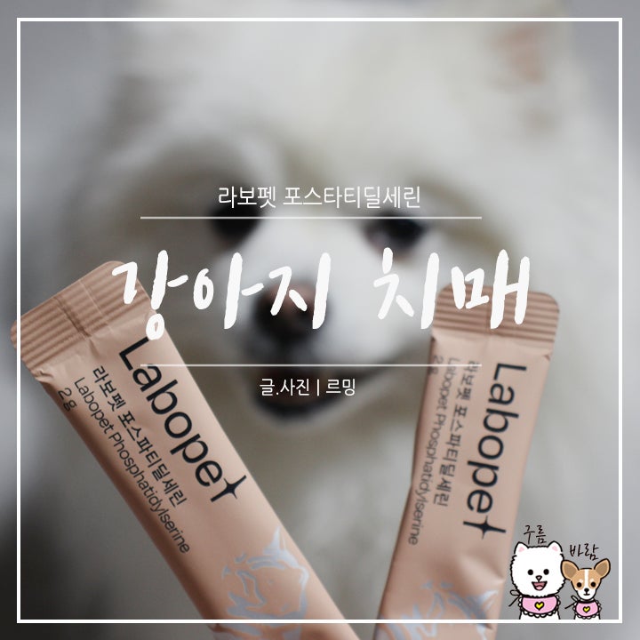 강아지 치매 증상 라보펫 포스파티딜세린 영양제로 케어해요 네이버 블로그