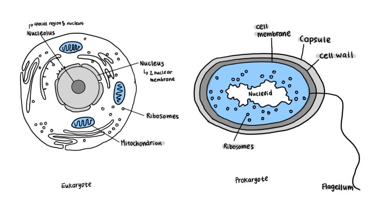 Eukaryotes, Prokaryotes, Nucleus, nucleoid, Light Microscopy, Electron ...