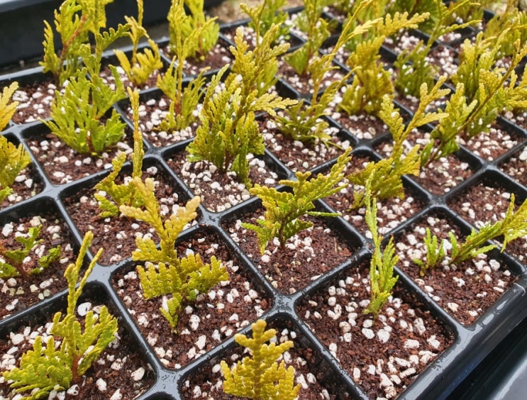 3월에 에메랄드골드 삽목하기 : 네이버 블로그