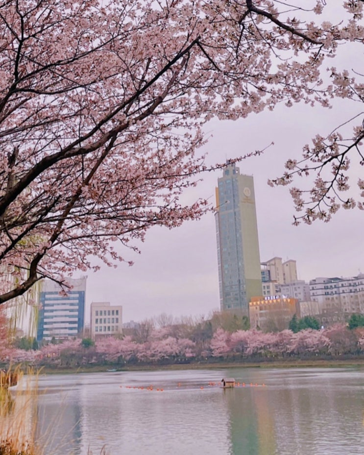 서울 벚꽃 명소 자세한 포토존 지도 서울숲 석촌호수 여의도 창덕궁 어린이 대공원 네이버 블로그