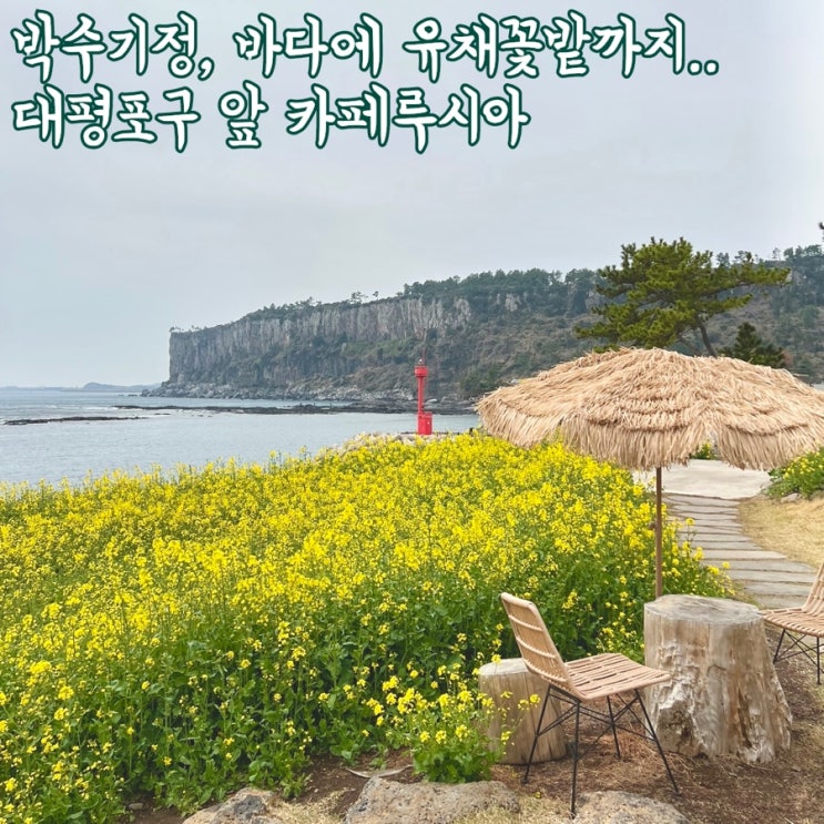 제주 서귀포 대평포구 카페 카페 루시아 3월 유채꽃 명소 박수기정뷰 오션뷰 일타삼피 네이버 블로그