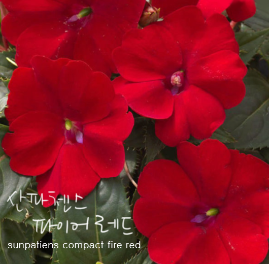 /품절/ 산파첸스 파이어 레드 @복남이네야생화 sunpatiens compact fire red : 네이버 블로그