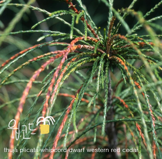 윕코드 복남이네야생화 thuja plicata whipcord dwarf western red cedar : 네이버 블로그